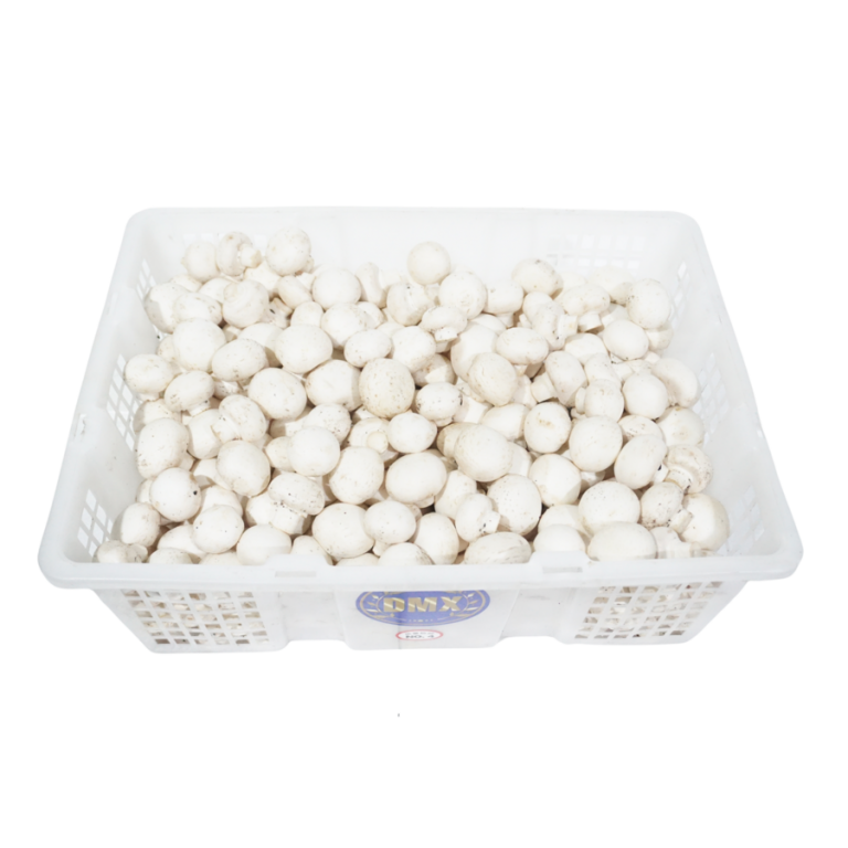 Jamur Champignon - Sufarm